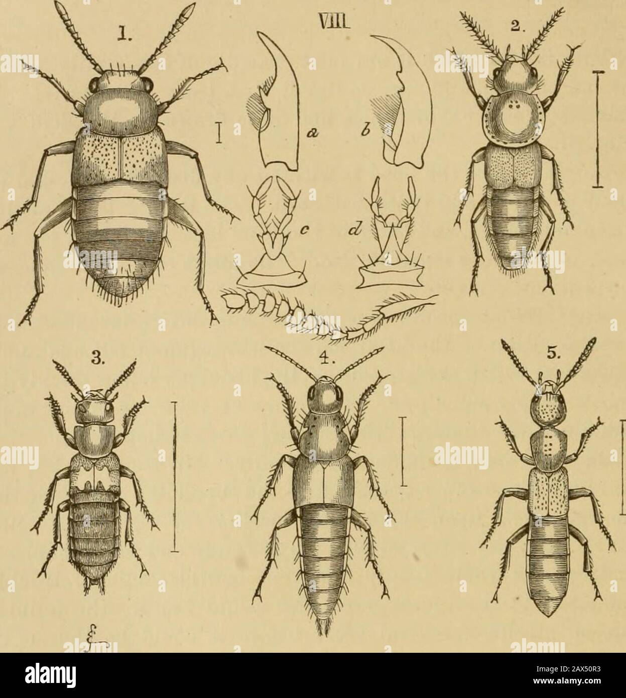 Trouble beetle hi-res stock photography and images - Alamy