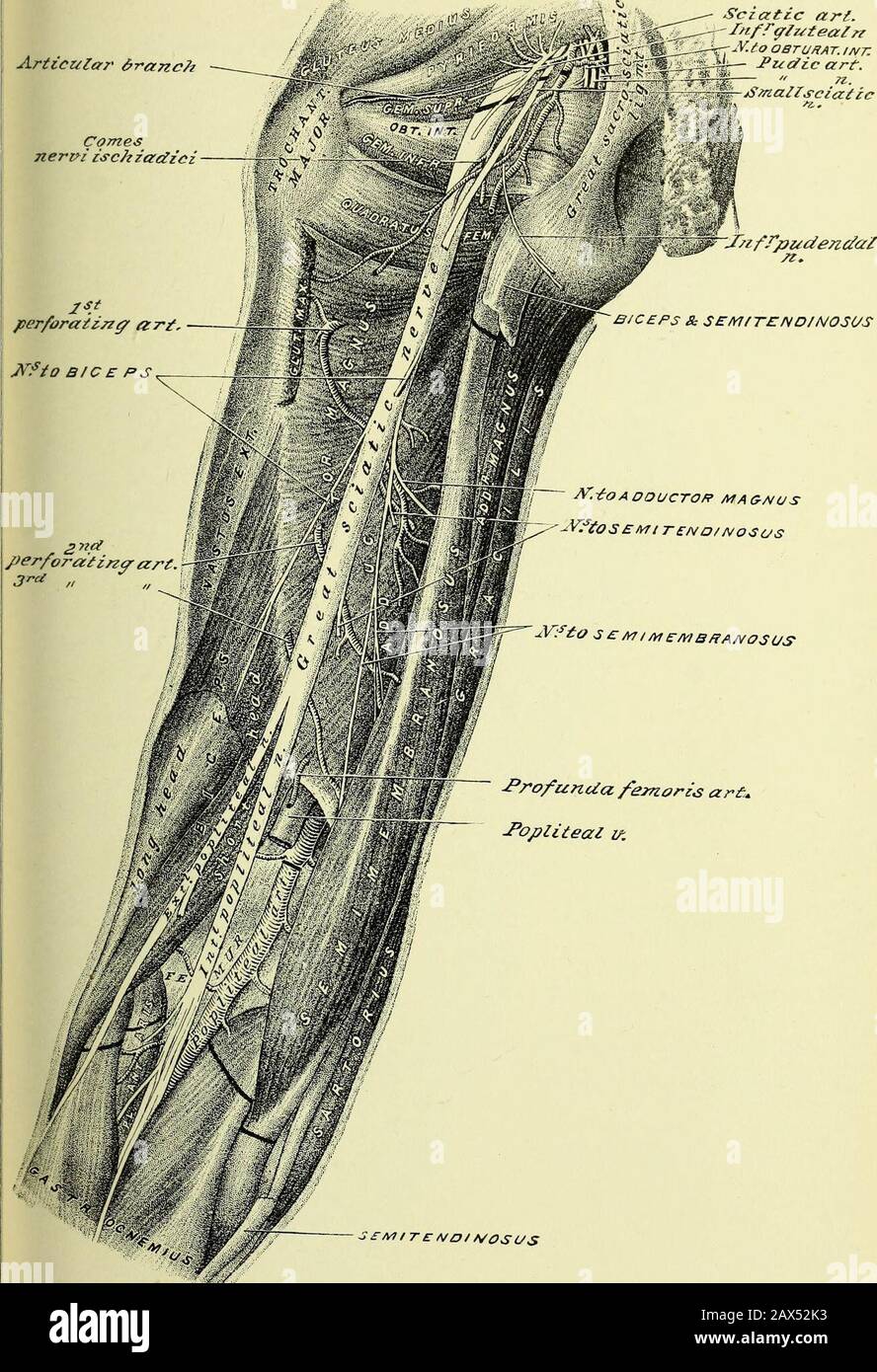 Practical human anatomy [electronic resource] : a working-guide for ...