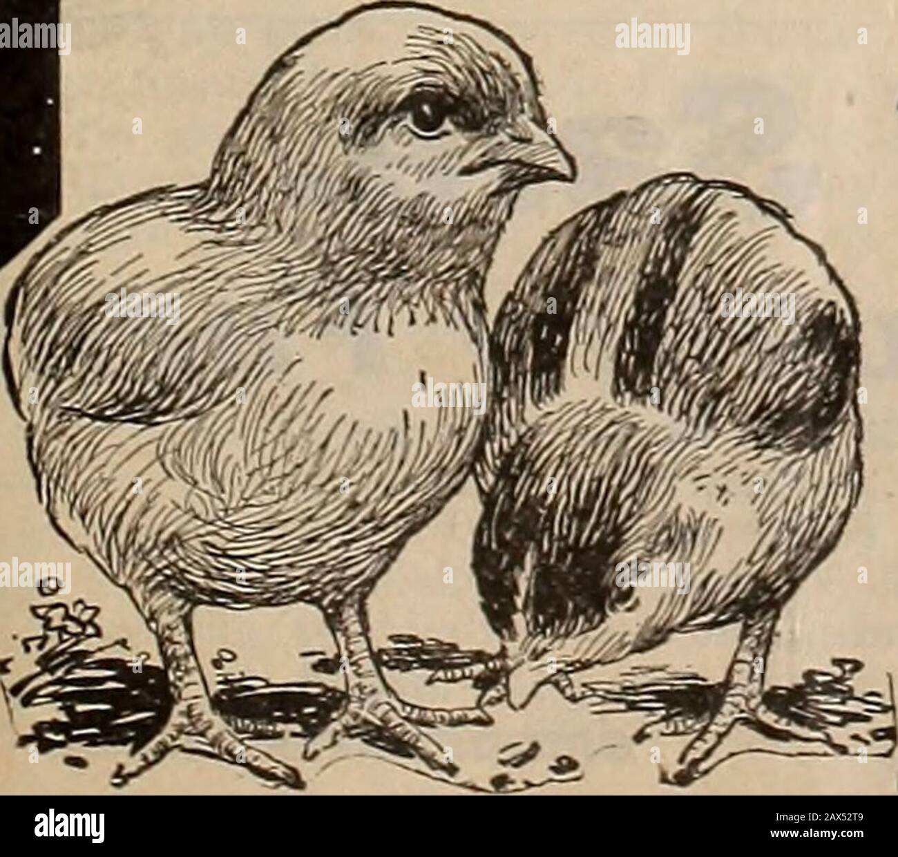 The Farm-poultry . Hatcher is a machine of quality and capacity ...