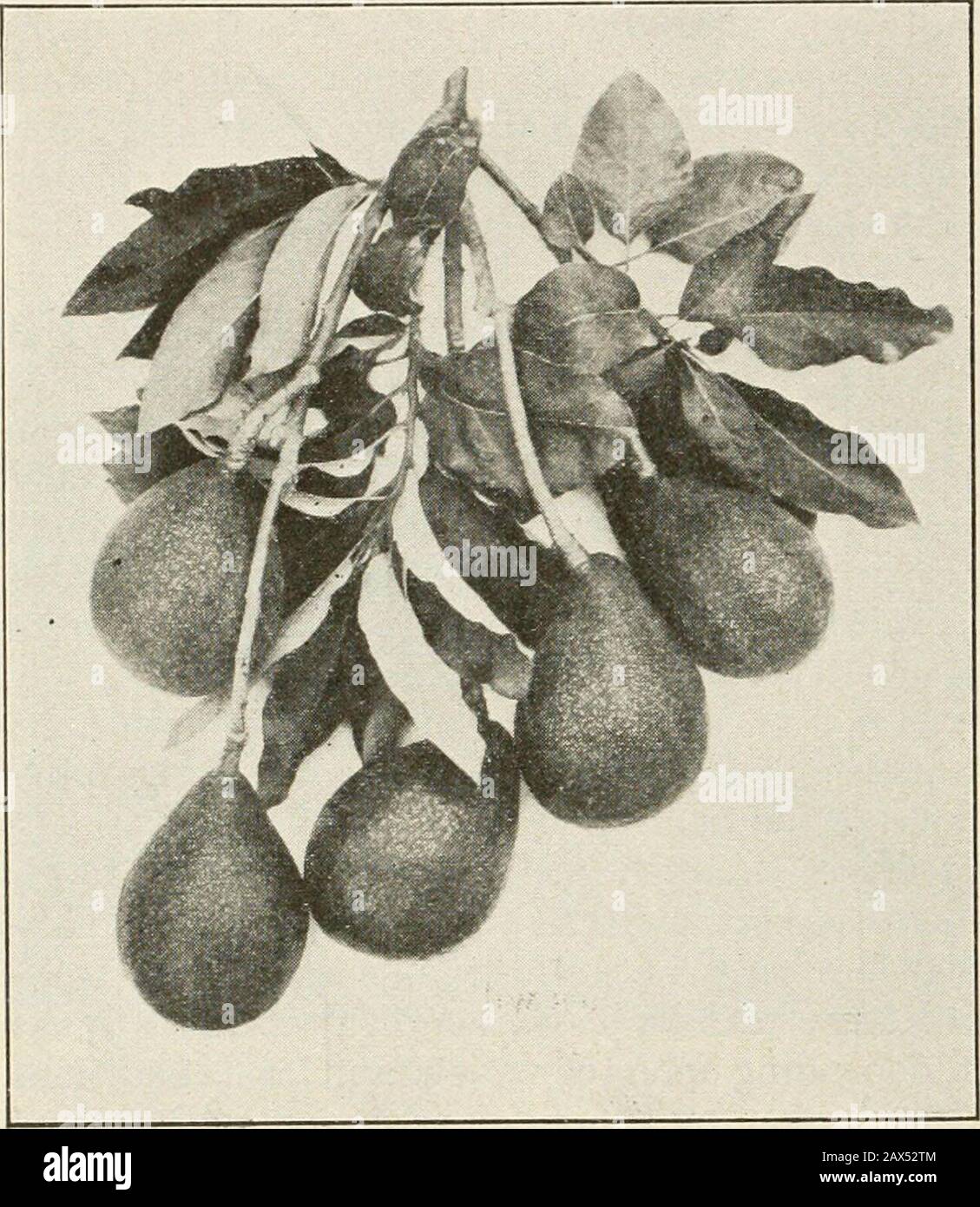 Avocado Tree Drawing