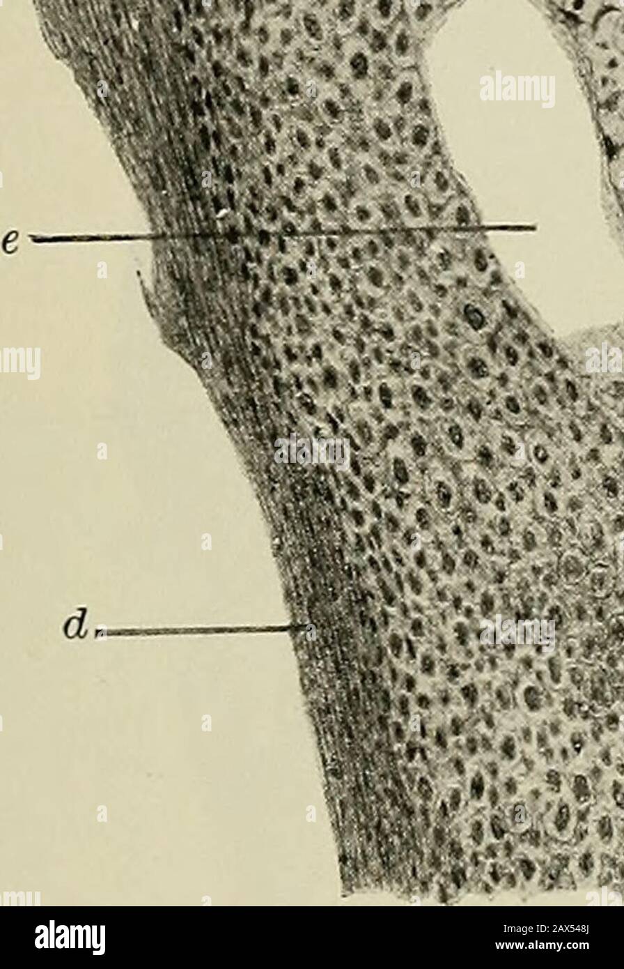 Labium majus hi-res stock photography and images - Alamy