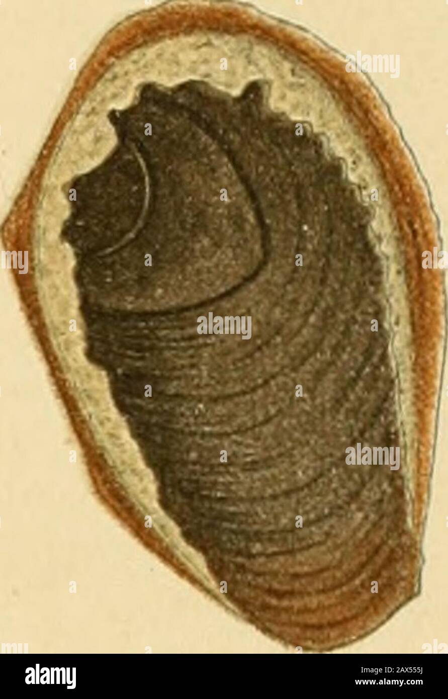The Coccidae of Ceylon Stock Photo - Alamy
