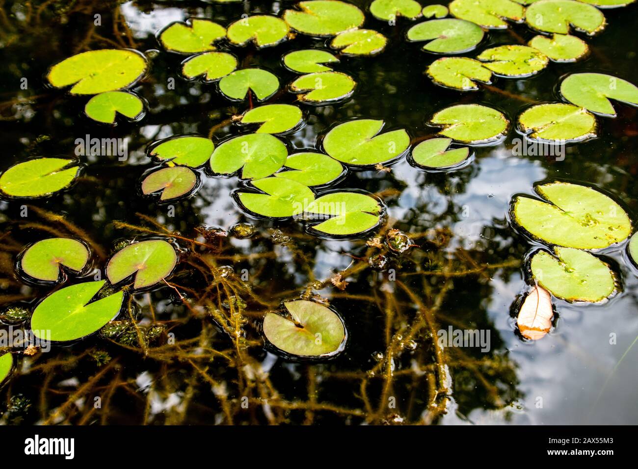 Lily pad floating on top hi-res stock photography and images - Alamy