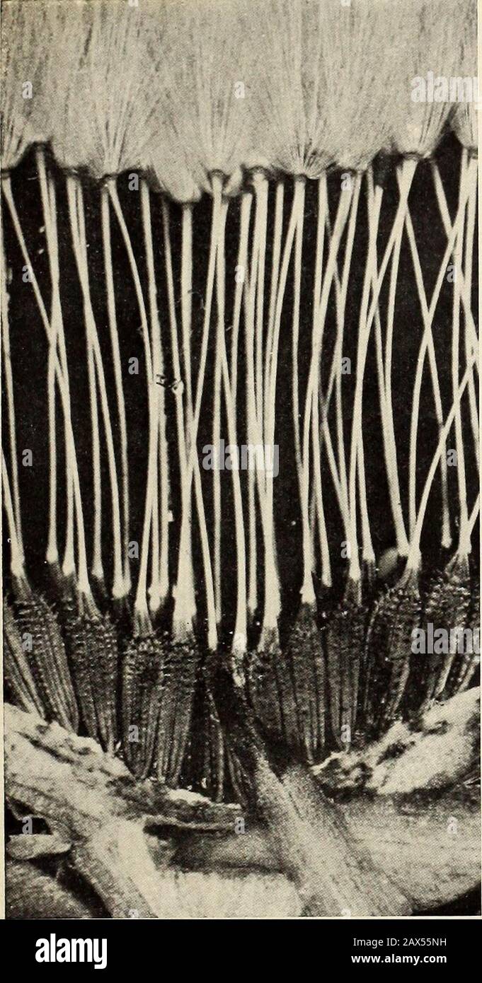 Entangled legs hi-res stock photography and images - Alamy