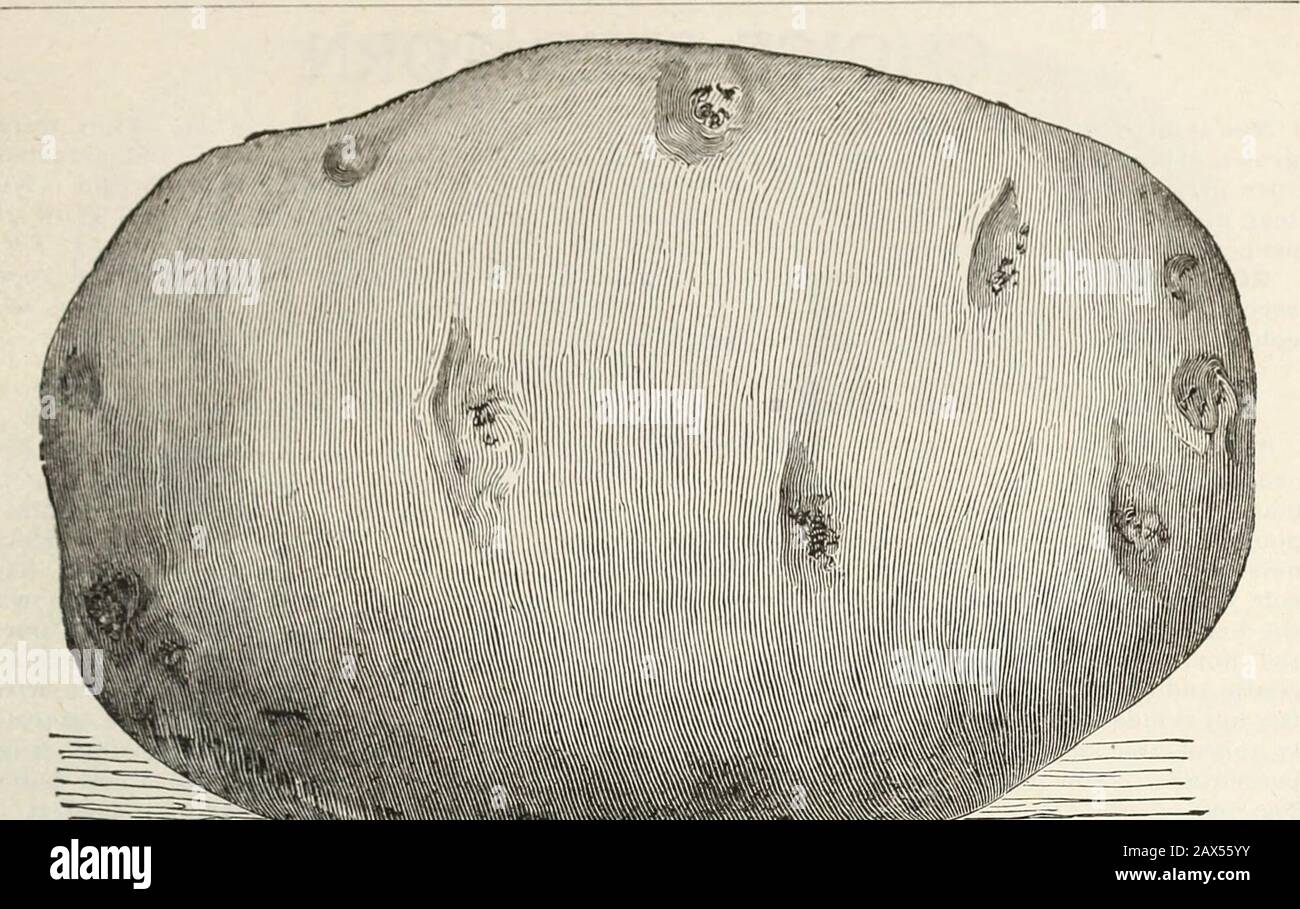 Cole's garden annual . IRISH COBBLER A chunky white netted early potato ...