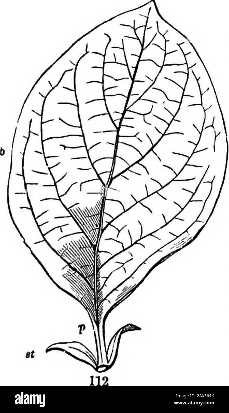 Parallel leaf veins Black and White Stock Photos & Images - Alamy