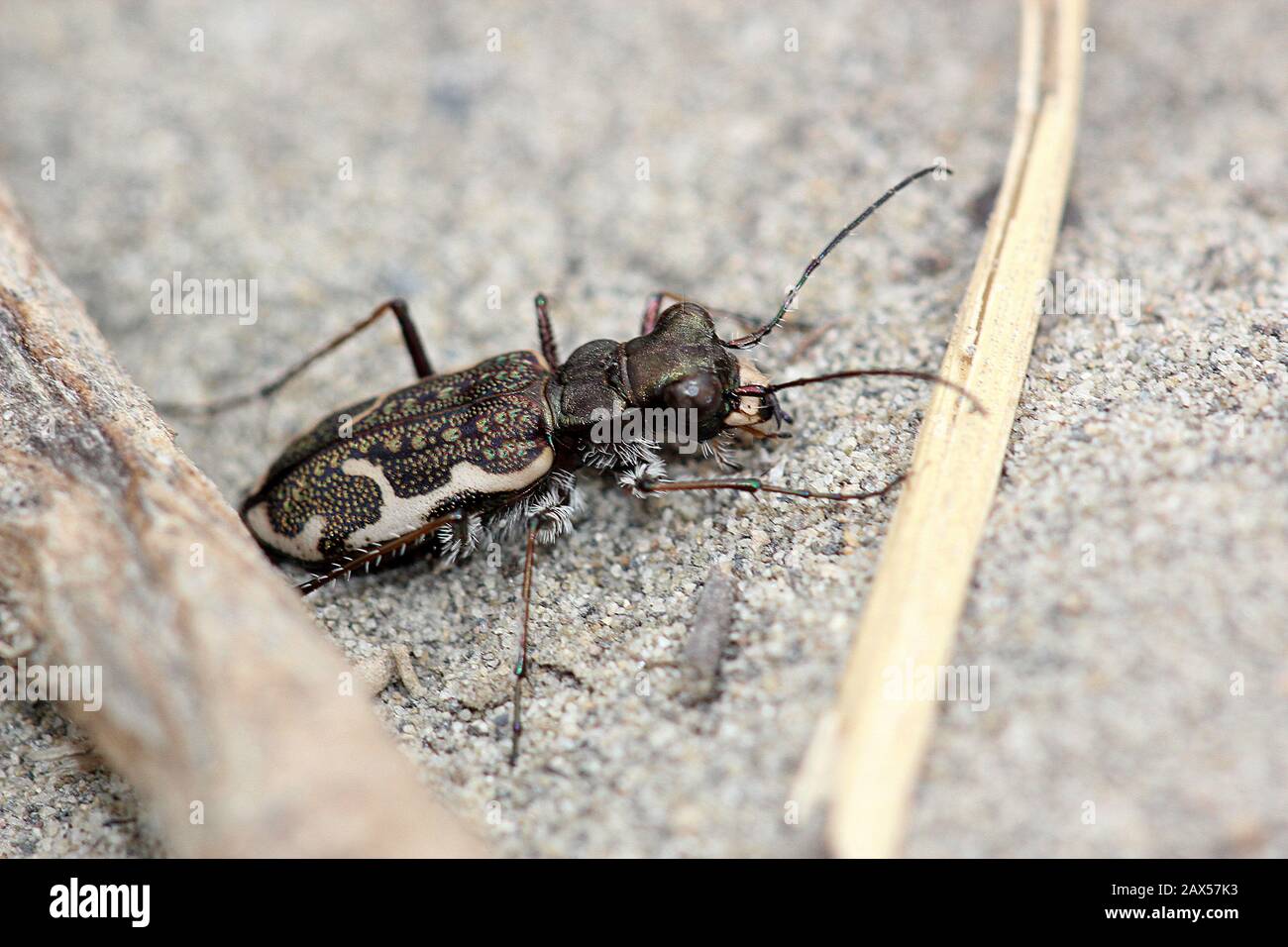 Beetle boy hi-res stock photography and images - Alamy