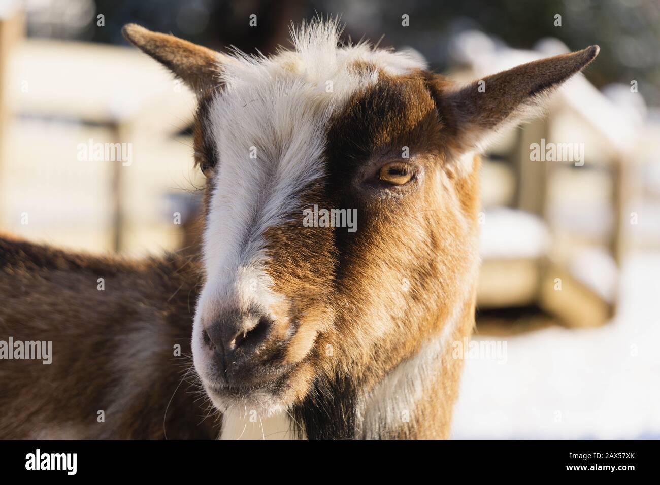 Goat eat grain hi-res stock photography and images - Alamy