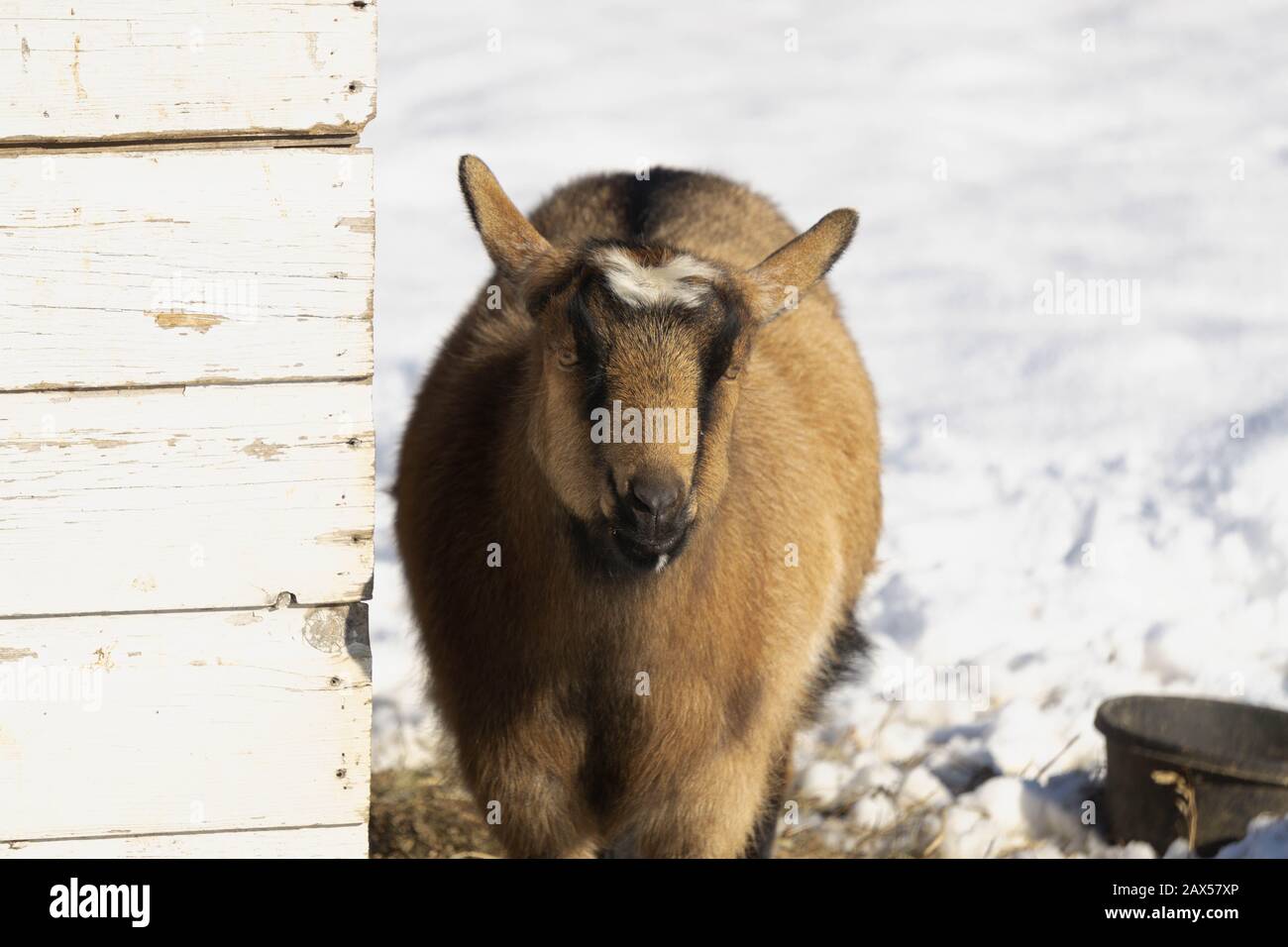 Goat feet hi-res stock photography and images - Alamy