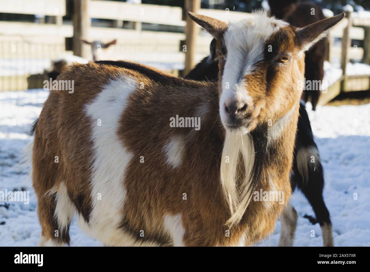 simple golden colored goat in mid day sun Stock Photo - Alamy