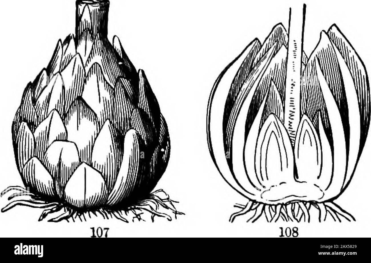 Turnip cross section Black and White Stock Photos & Images - Alamy