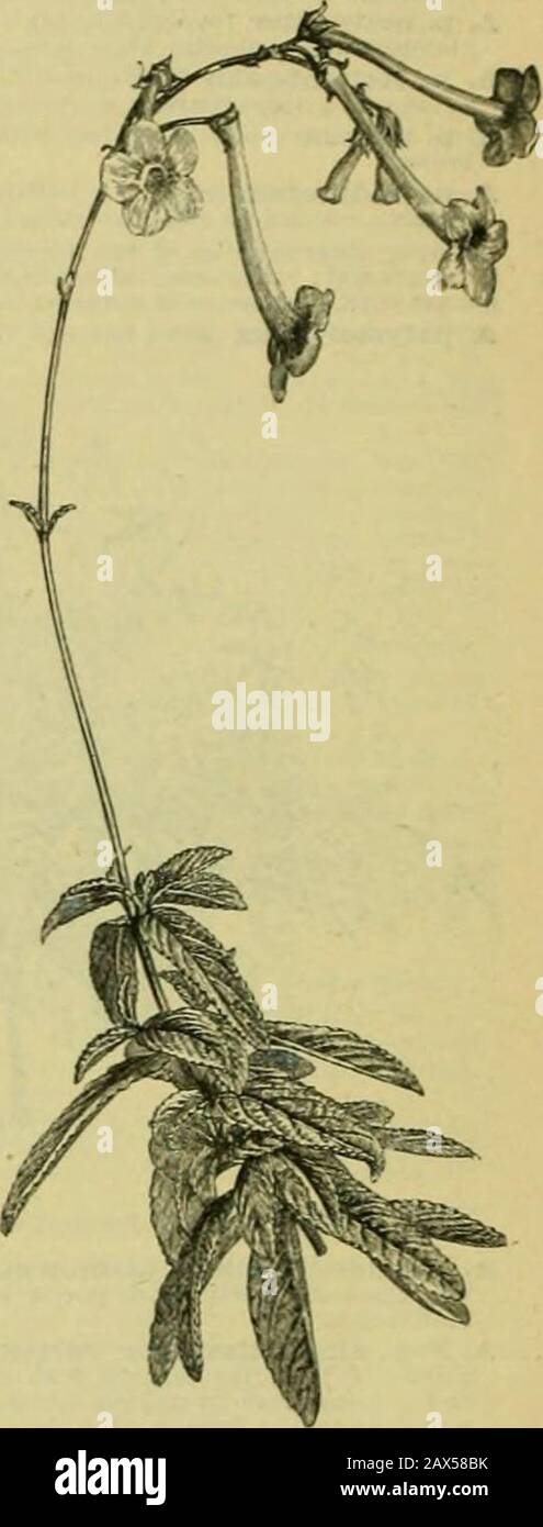 Cuspidate hi-res stock photography and images - Alamy