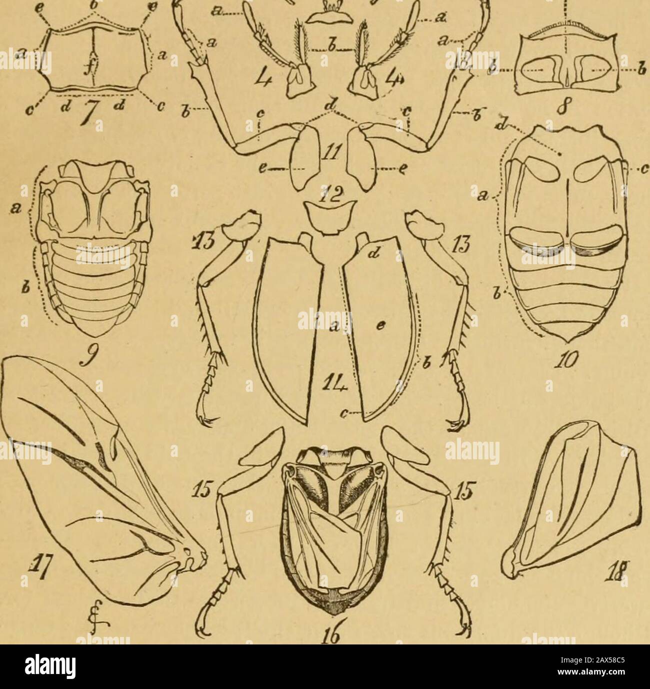 Insects dissection hi-res stock photography and images - Alamy