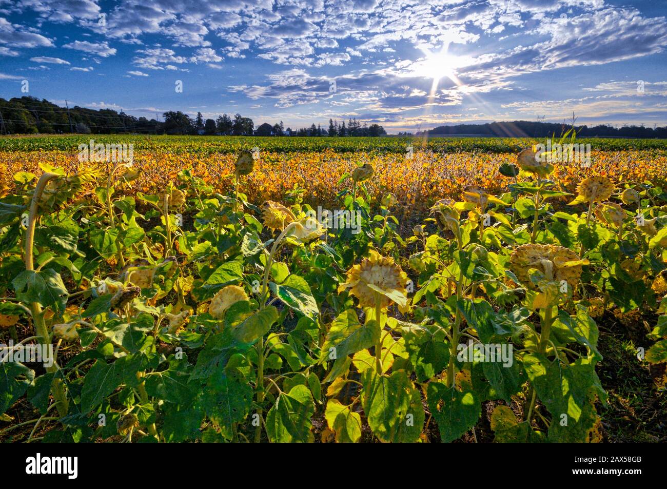 Sunflower farm view hi-res stock photography and images - Alamy