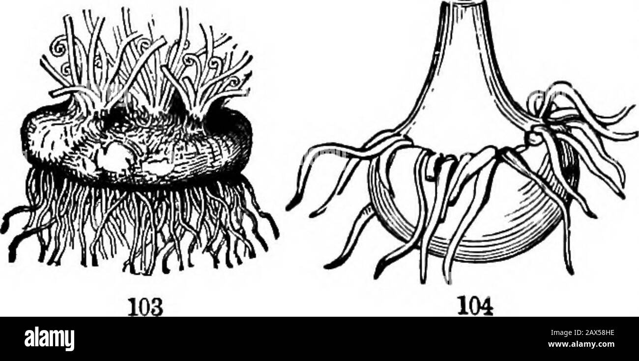 corm stem drawing
