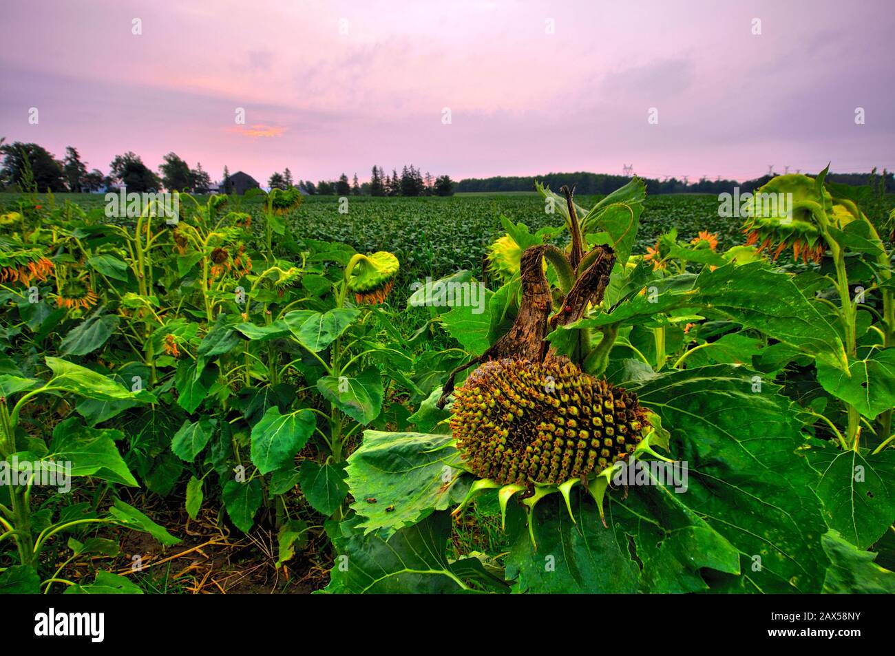 Sunflower seed hi-res stock photography and images - Alamy