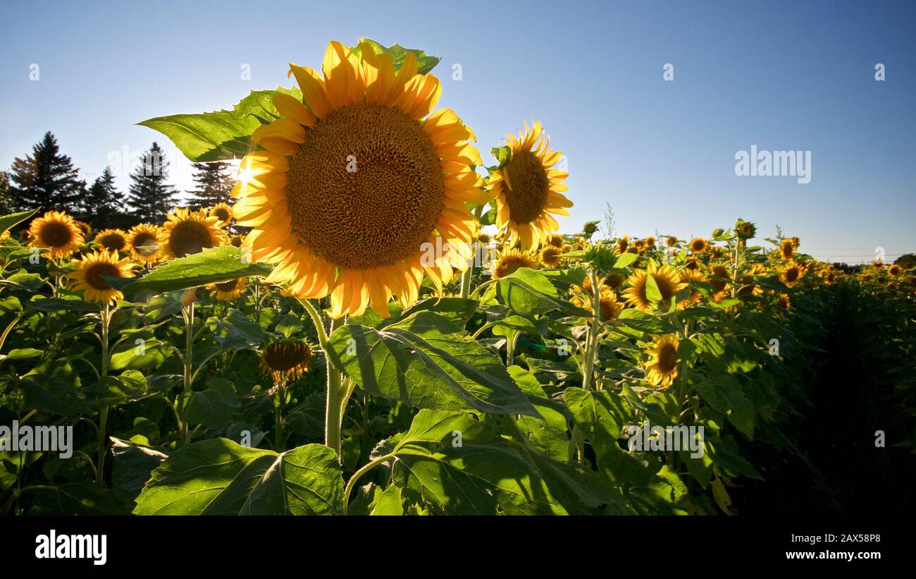 Sunflower farm view hi-res stock photography and images - Alamy