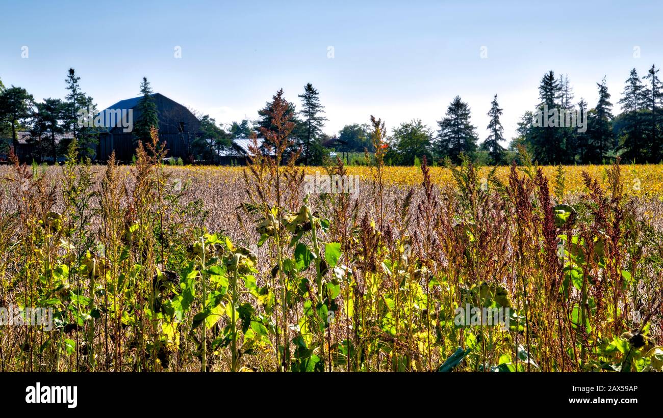 soybean farm field with farmhouse as background Stock Photo - Alamy