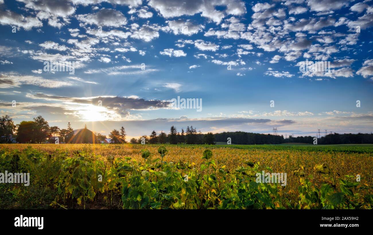 Field and cloudy sky hi-res stock photography and images - Alamy
