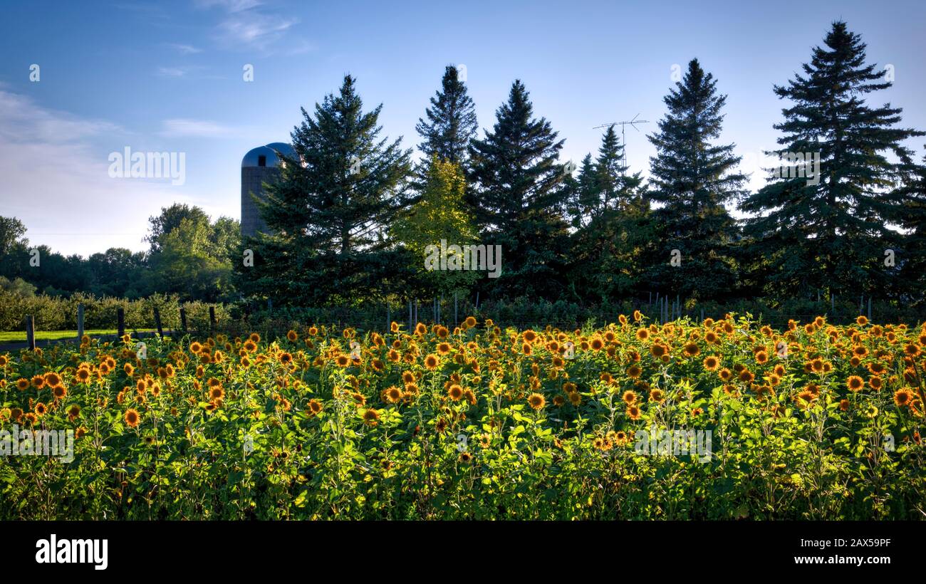 Peaceful sunflower field hi-res stock photography and images - Alamy