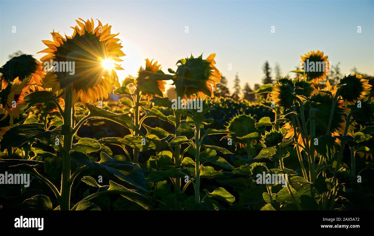Sunbeam sunflower hi-res stock photography and images - Alamy
