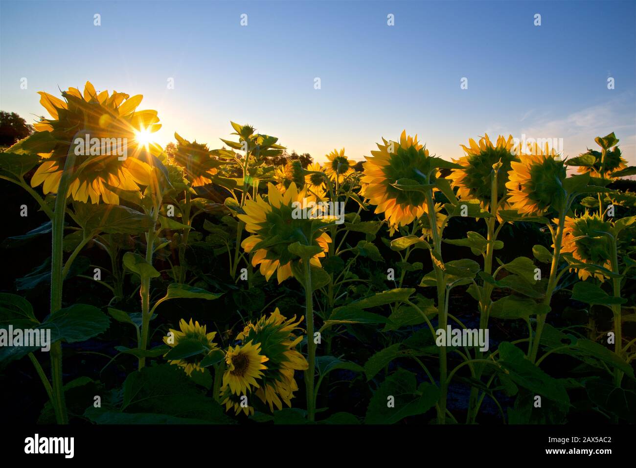 sunlight shine through the pedal of the sunflower Stock Photo - Alamy