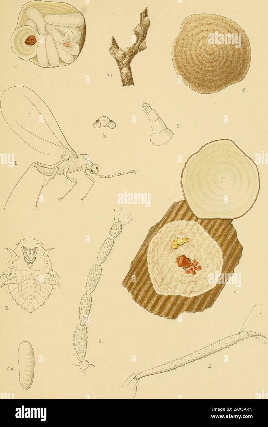 The Coccidae of Ceylon . a, bedE. E. Green, del. Structural Characters ...