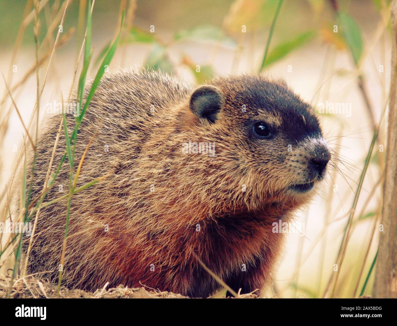 Dark brown whiskers hi-res stock photography and images - Alamy