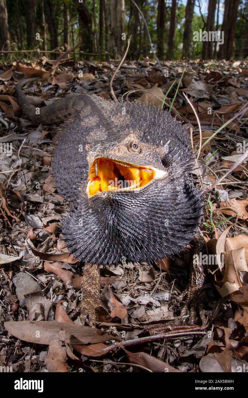 Bearded dragon pose hi-res stock photography and images - Alamy