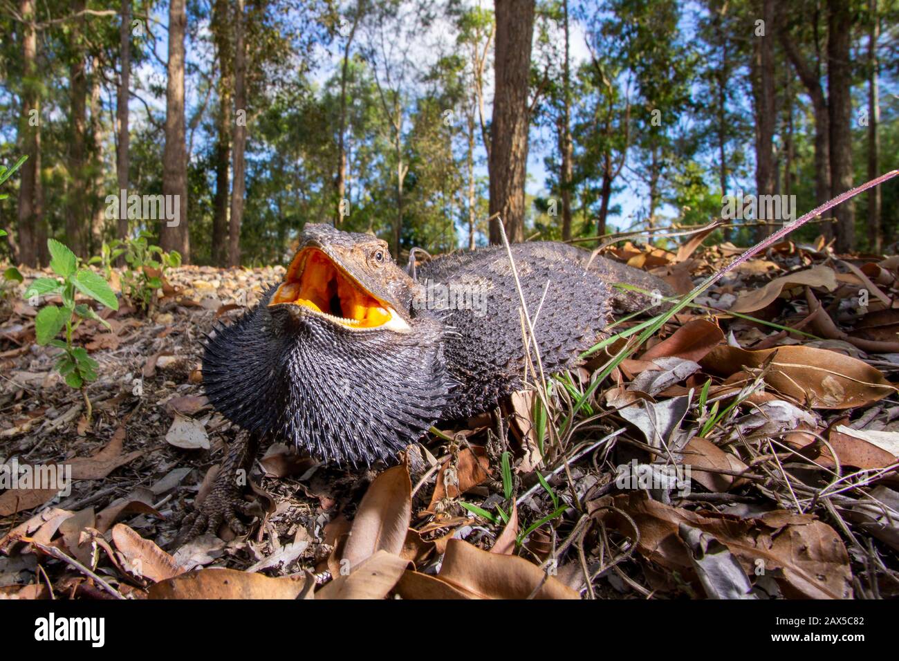 Bearded dragon pose hi-res stock photography and images - Alamy