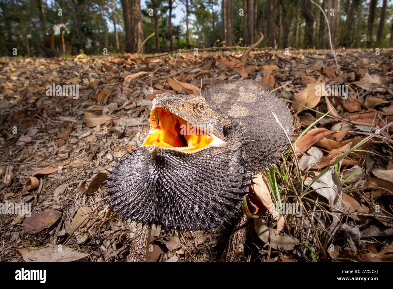 Bearded dragon pose hi-res stock photography and images - Alamy