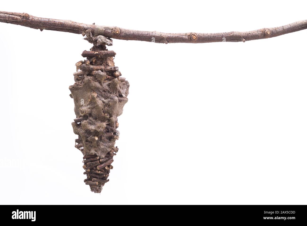 nocturnal butterfly chrysalis on white background Stock Photo - Alamy