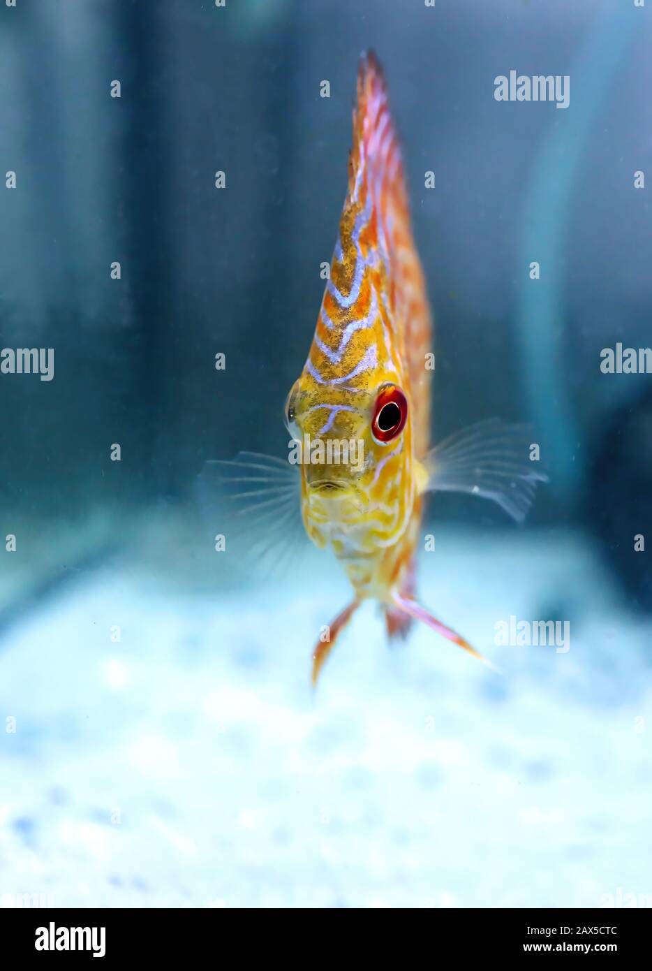 Angel Fish doing what fish do, swimming around the tank waiting for the ...