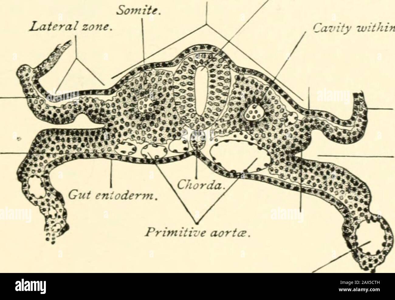 A textbook of obstetrics . Visceral layerof mesoder?n. Entoderm. Fig ...