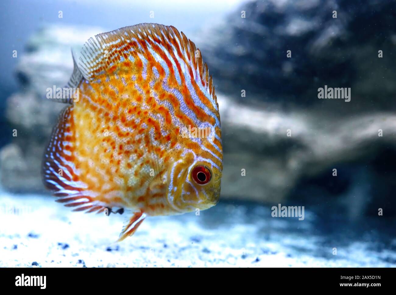 Angel Fish doing what fish do, swimming around the tank waiting for the ...