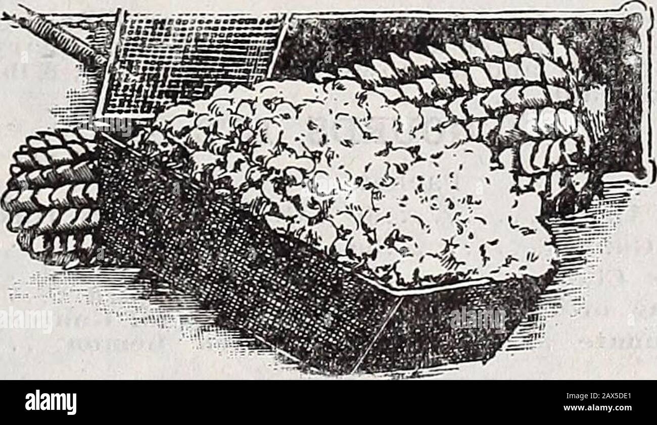 Golden ration plants hi-res stock photography and images - Alamy