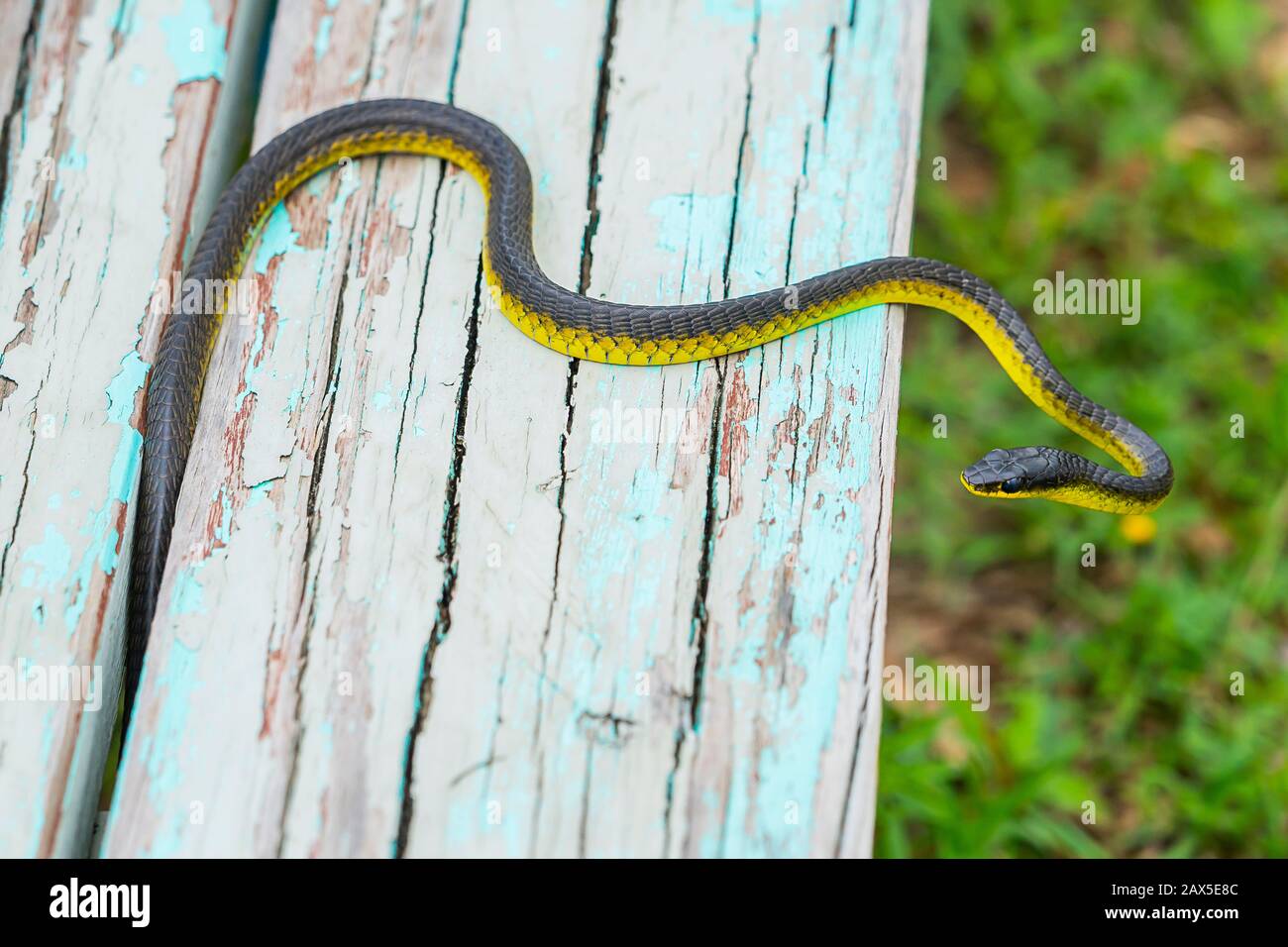 Common tree snake (Dendrelaphis punctulatus) on old wooden bench Stock ...