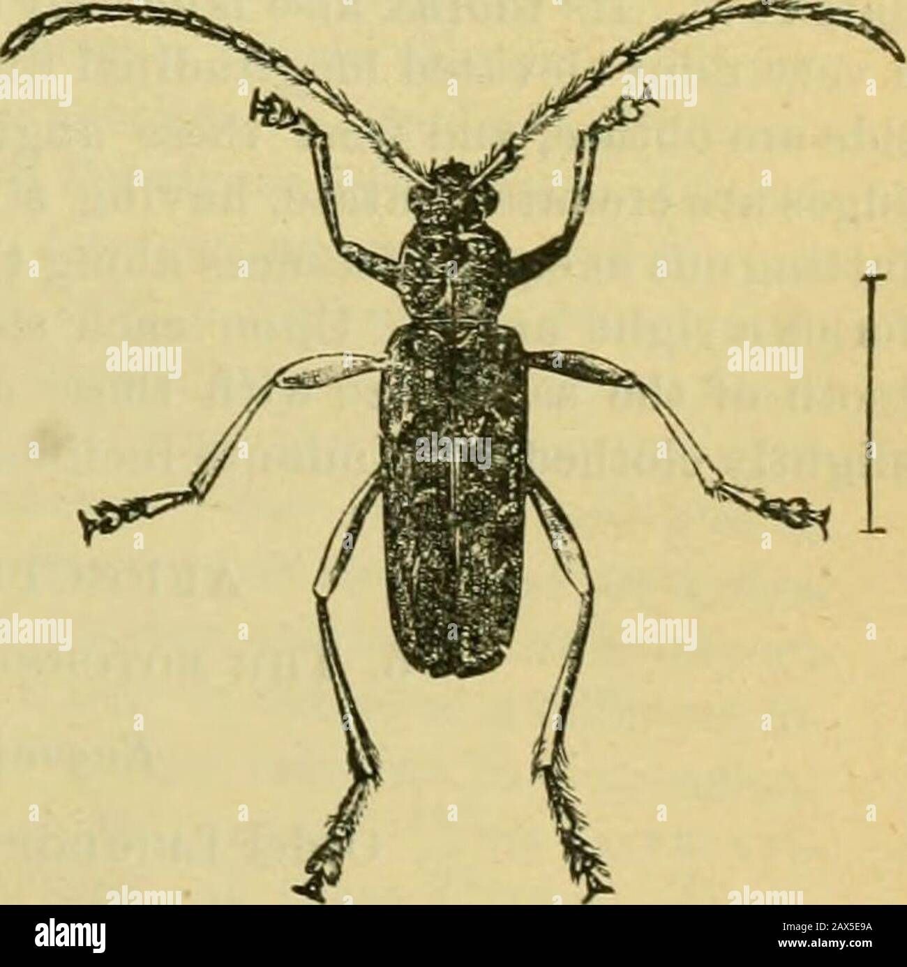 Beetleis hi-res stock photography and images - Alamy