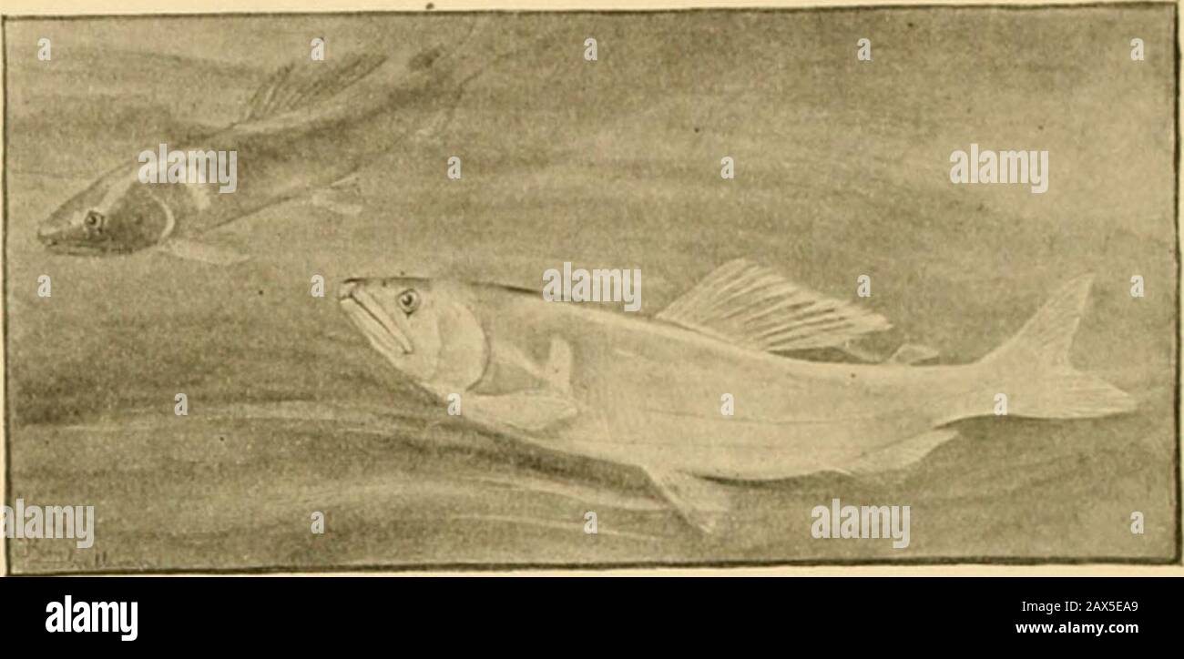 Eulachon candle fish hi-res stock photography and images - Alamy