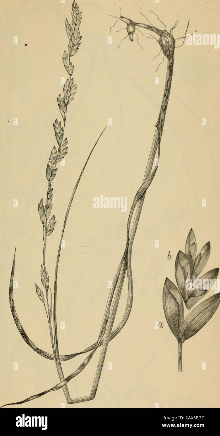 Melica bulbosa hi-res stock photography and images - Alamy