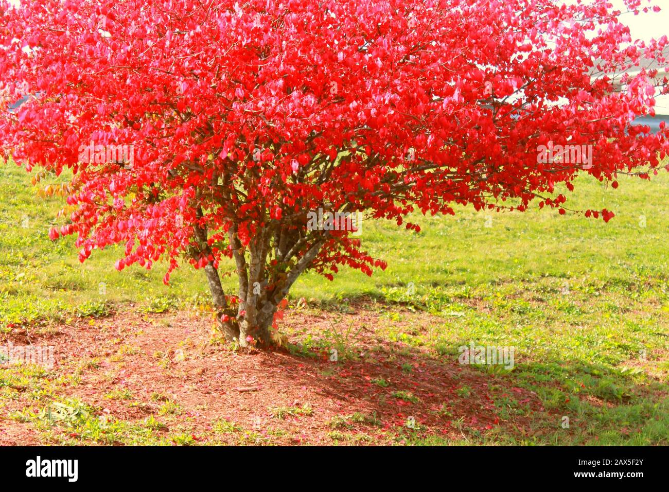 Beautiful leaf mulch hi-res stock photography and images - Alamy