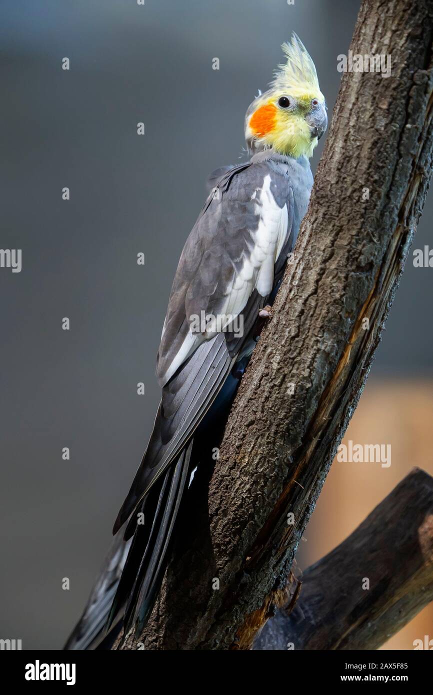 Cockatiel (Nymphicus hollandicus) sitting on branch Stock Photo - Alamy