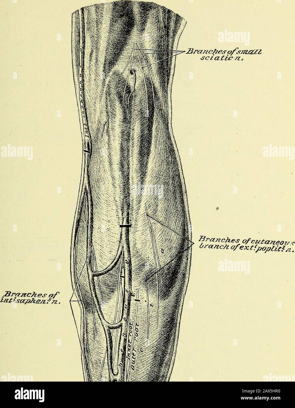 Practical human anatomy [electronic resource] : a working-guide for ...