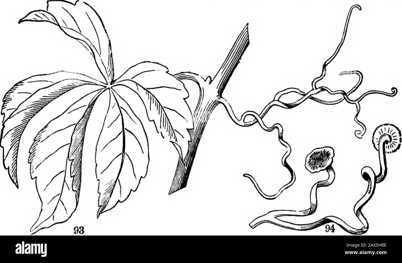 Axillary Bud High Resolution Stock Photography and Images - Alamy