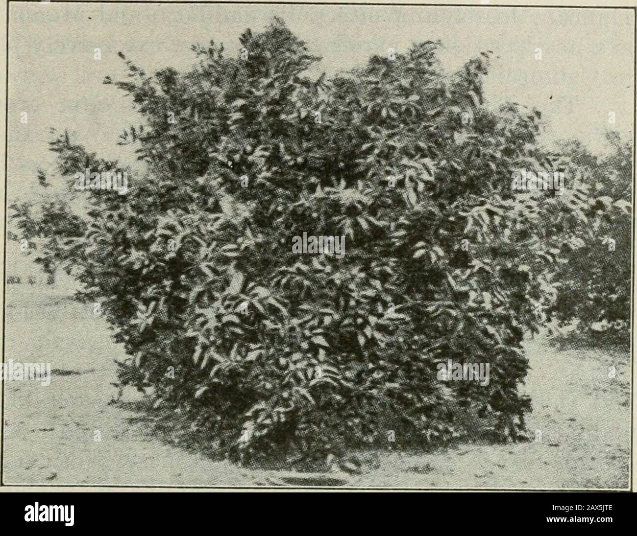 Maltese farmers hi-res stock photography and images - Alamy