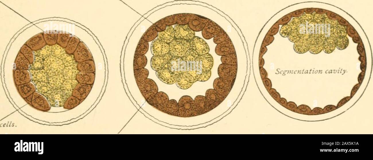 A textbook of obstetrics . Outer cells. Outer celts Inner cells Inner ...