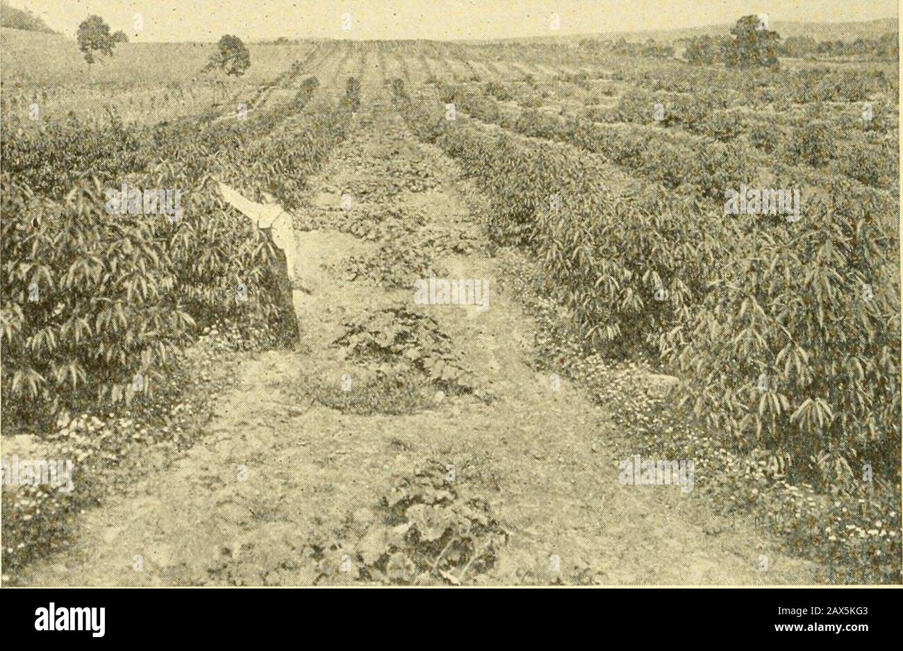 Peach_orchard hi-res stock photography and images - Alamy