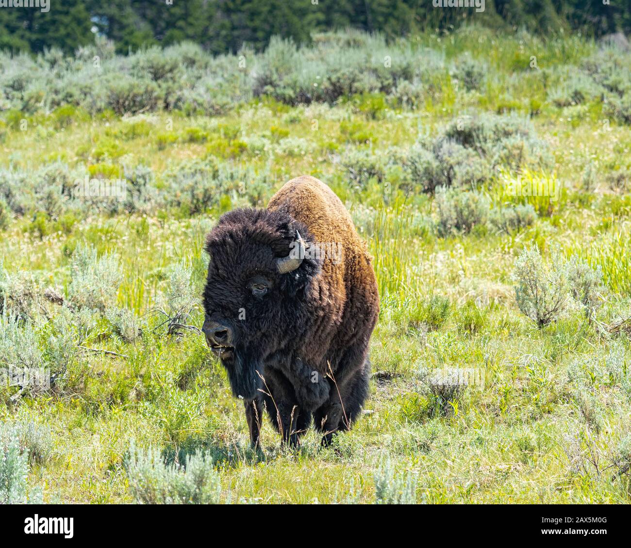 Bison wild hi-res stock photography and images - Alamy