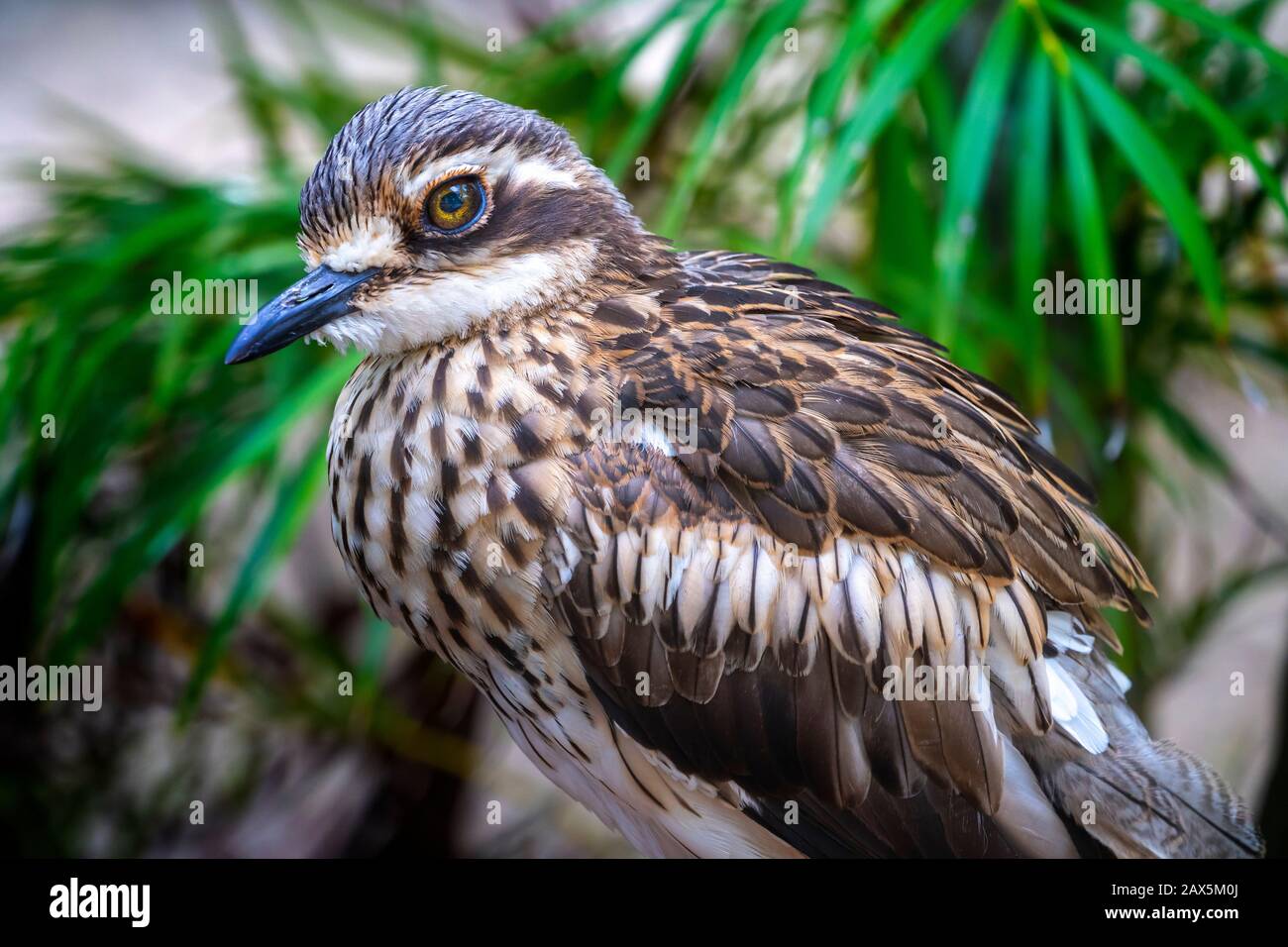 Ground dwelling birds hi-res stock photography and images - Alamy