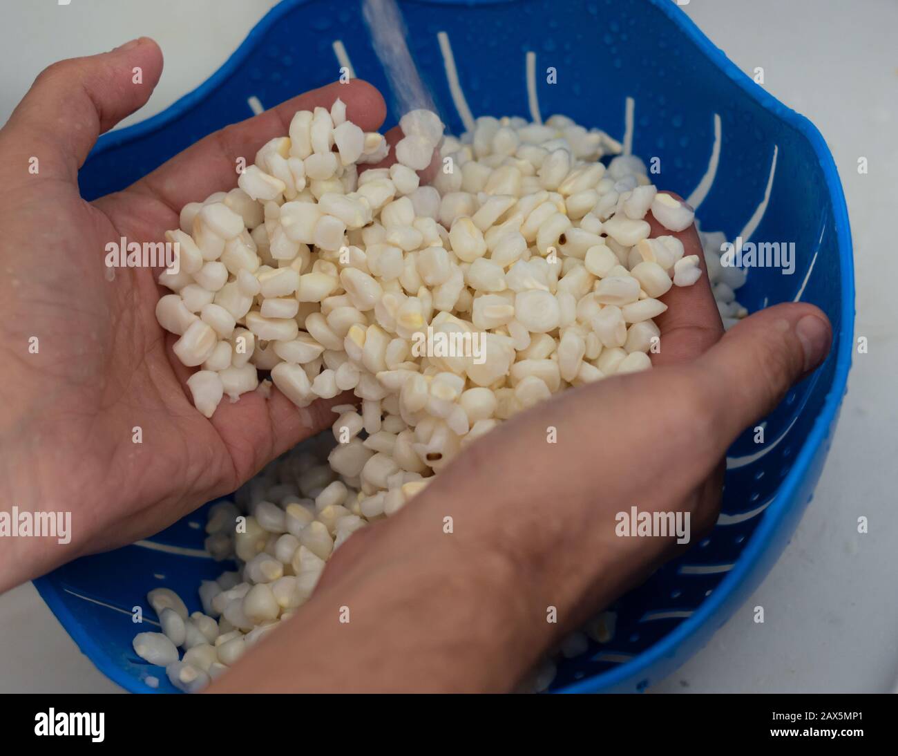 Pre–cooked Hominy being washed for cooking Mexican dish Pozole Stock ...